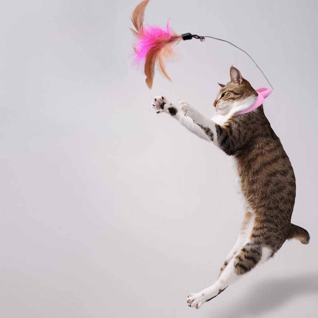 Cat Feather Collar Toys Interactive Kitten Teaser Toy – Pawpycup