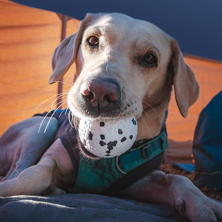 Dog Chewing Ball Toys ETPU – Pawpycup