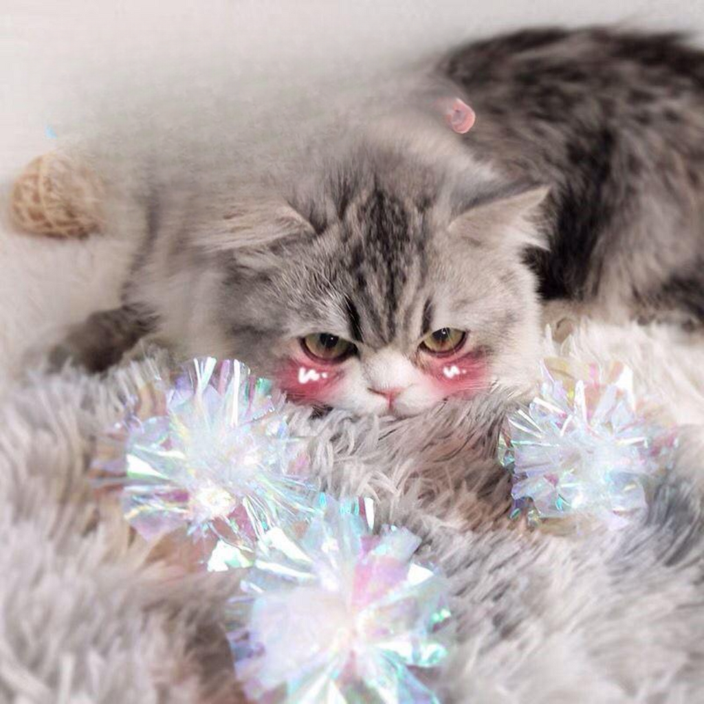 Cats Crinkle Balls Indoor Cat Toy – Pawpycup